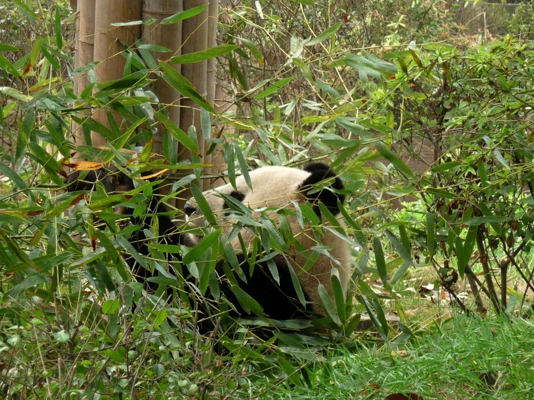 212 Chengdu pandabeer | Ons Bakbeest