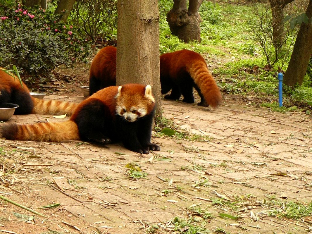 213 Chengdu rode pandabeer | Ons Bakbeest