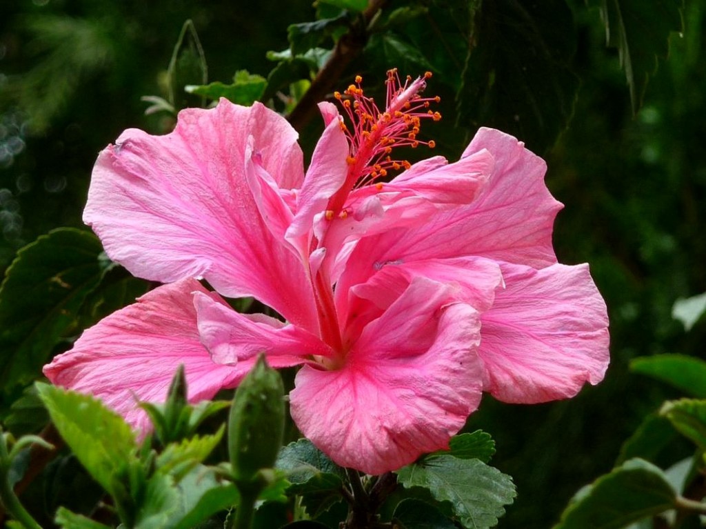 Chinese roos - JungleKey.nl Afbeelding