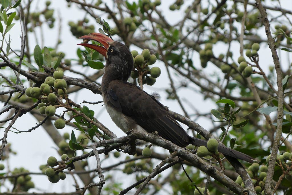 St. Lucia | Ons Bakbeest
